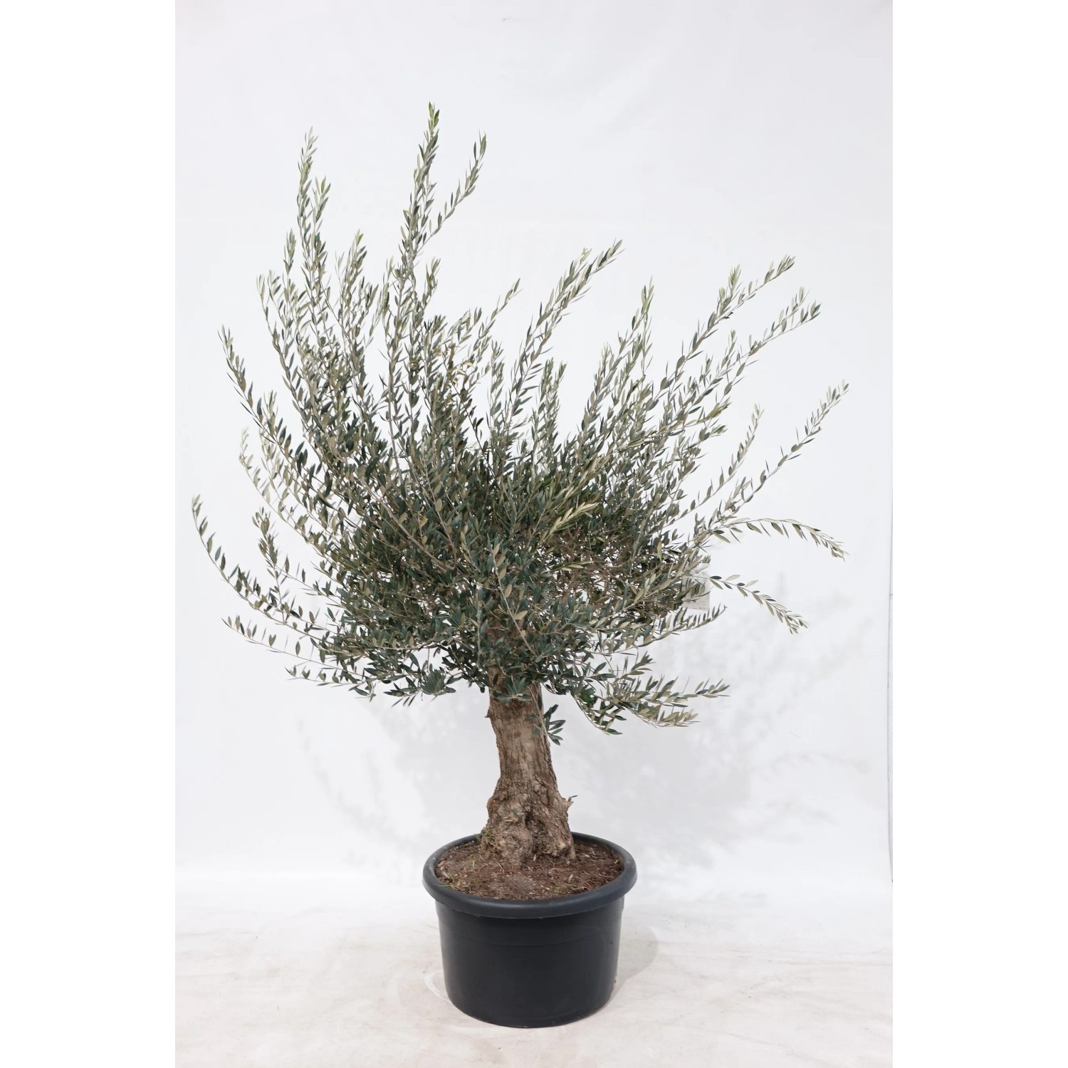 GROW by OBI olajfa tő magasság kb. 150-175 cm cserépátmérő kb. 60 cm