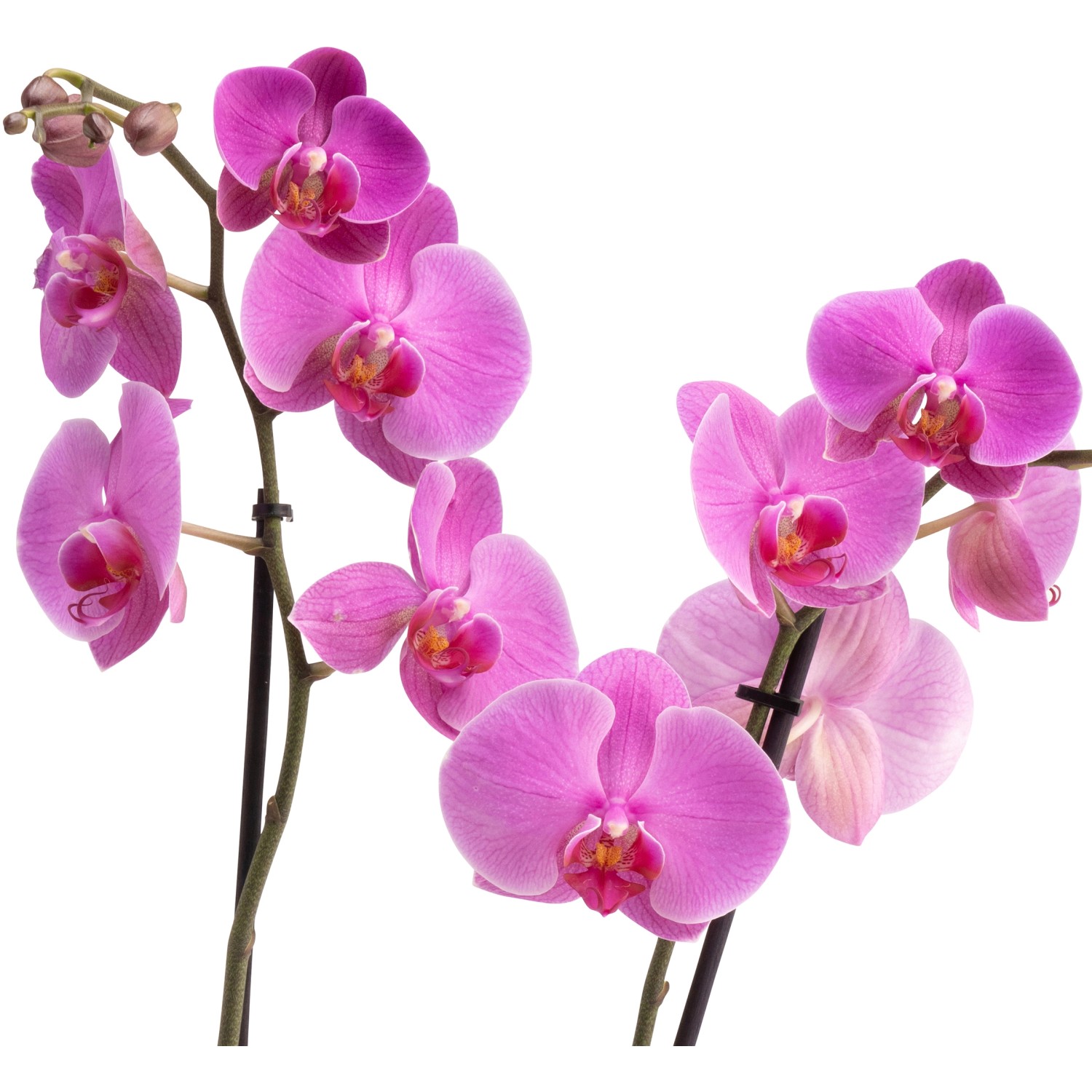 Grow by OBI "Popstar" lepkeorchidea mag. kb. 60 cm - 70 cm cserépát. kb ...