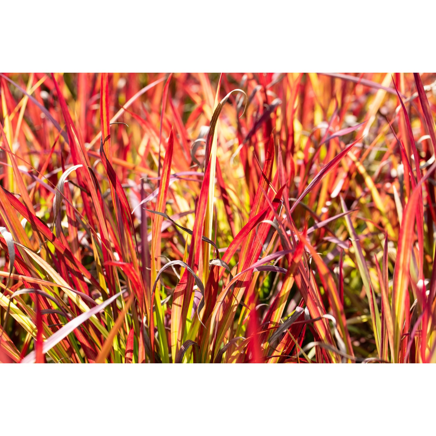 Grow by OBI "Red Baron" japán vörös alangfű cserépát. kb. 14 cm Imperata