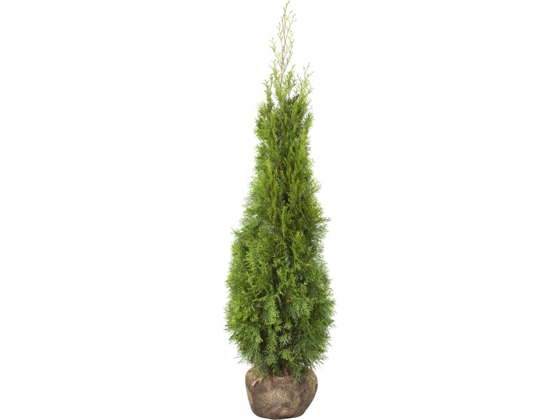 "Smaragd" tuja készlet 30 darab magasság kb. 100-120 cm bálaáru Thuja
