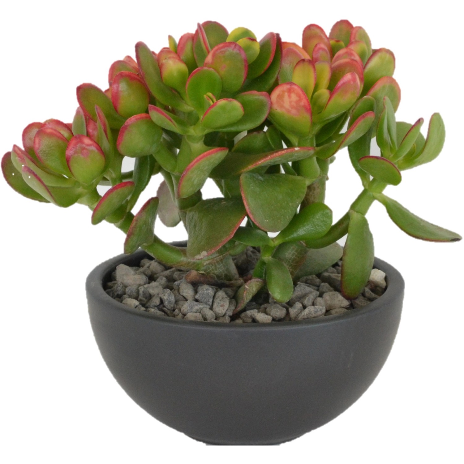 Pozsgafa kerámiában cserépátmérő kb. 18 cm Crassula vásárlása - OBI