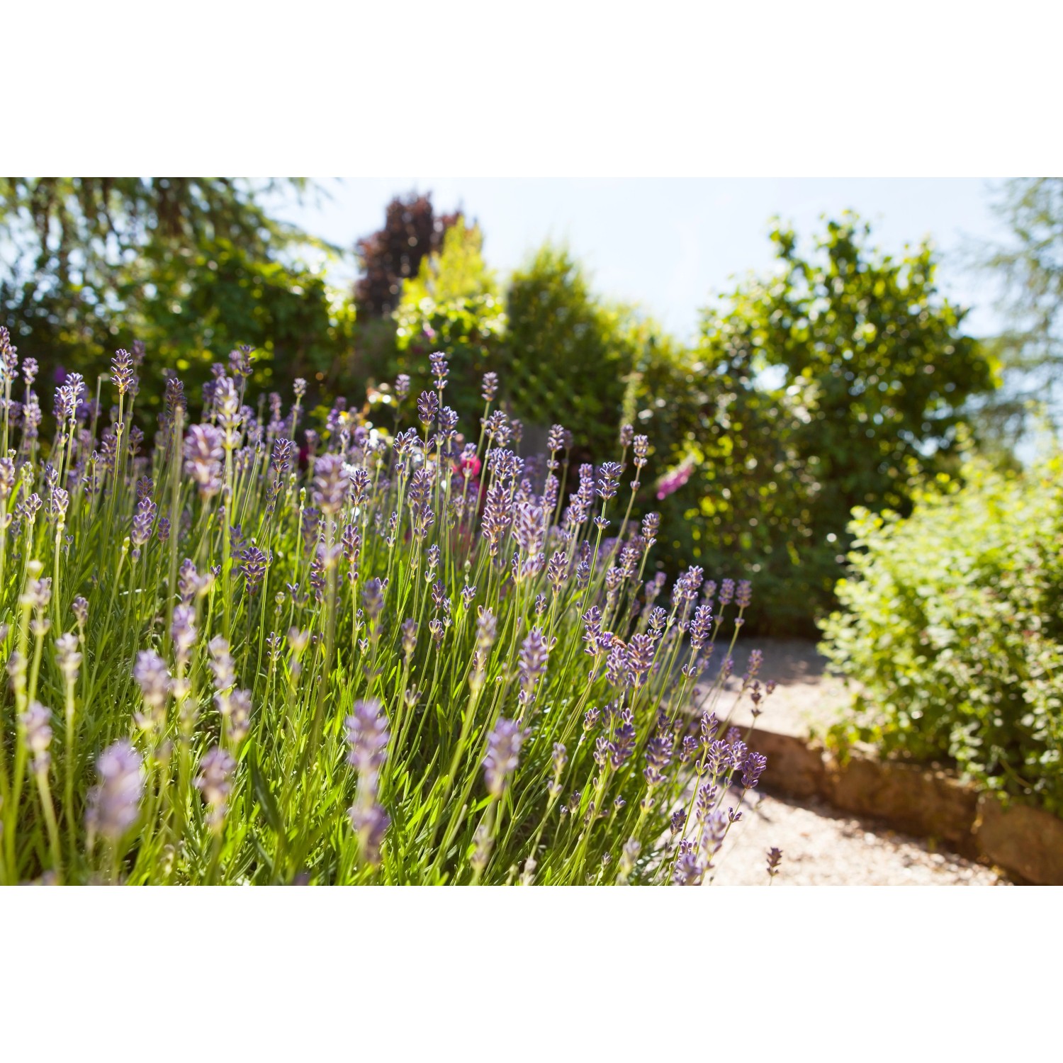 Közönséges levendula lila cserépátmérő kb. 10,5 cm Lavandula ...