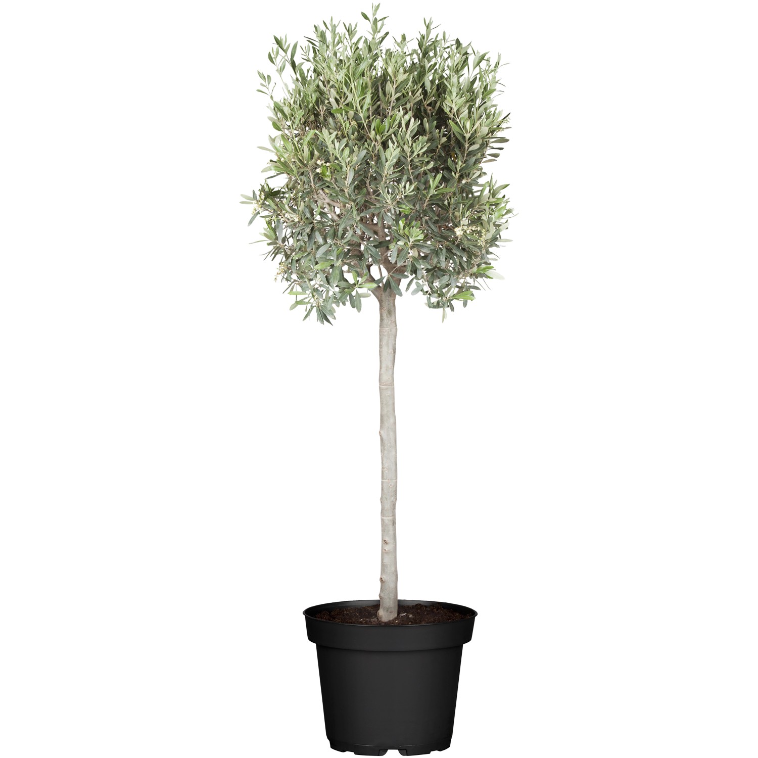 Olajfa magassága kb. 160-180 cm cserépátmérő kb. 33 cm Olea europaea ...