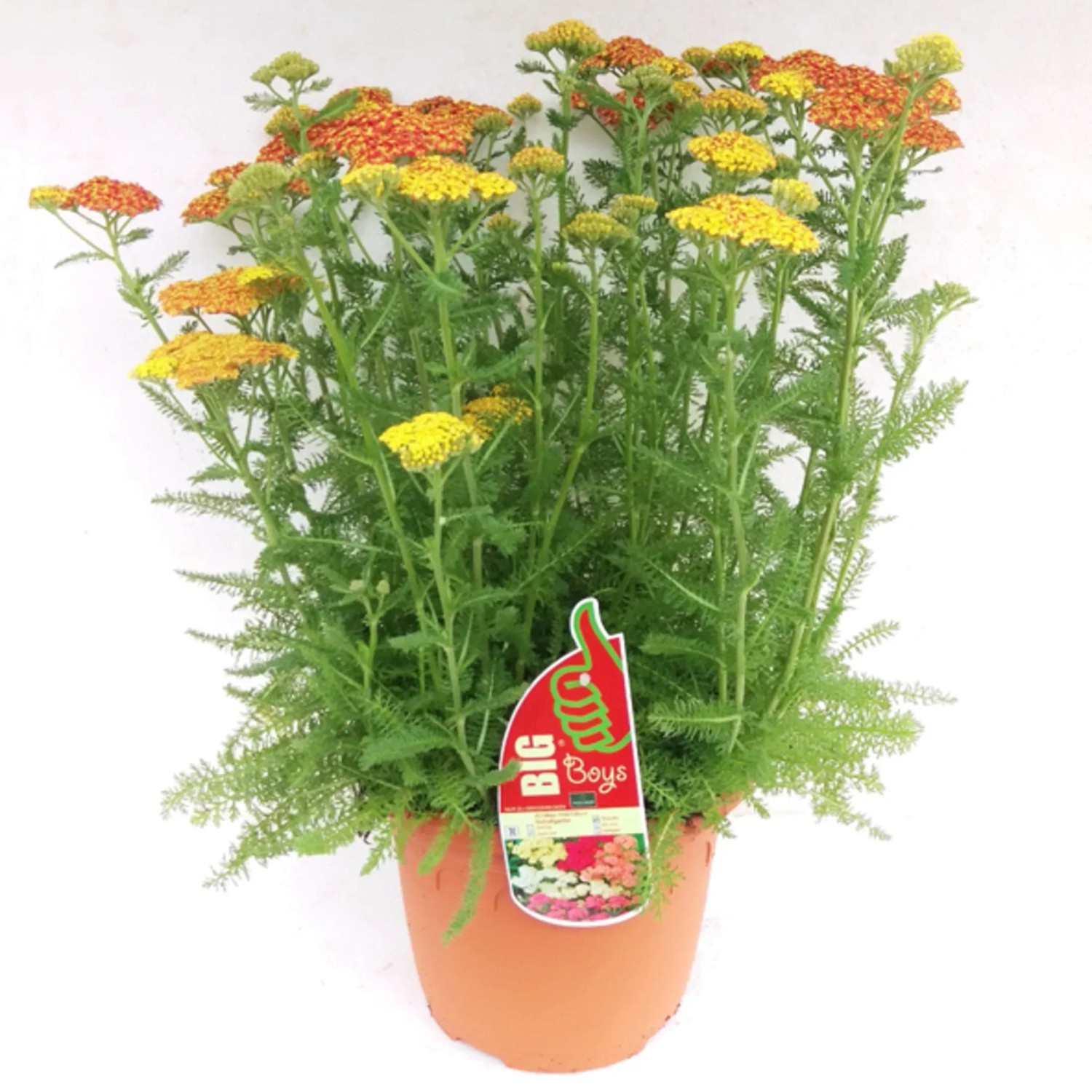GROW by OBI közönséges cickafark keverék 60 cm Achillea Millefolium