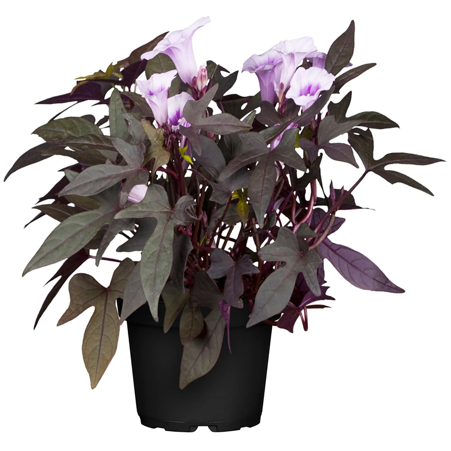 Kerti hajnalka mag. kb. 40-60 cm cserépátmérő kb. 13 cm Ipomoea purpurea