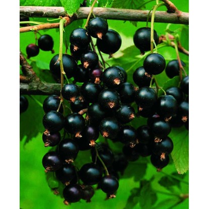 Fekete ribiszke (Ribes nigrum) vásárlása - OBI