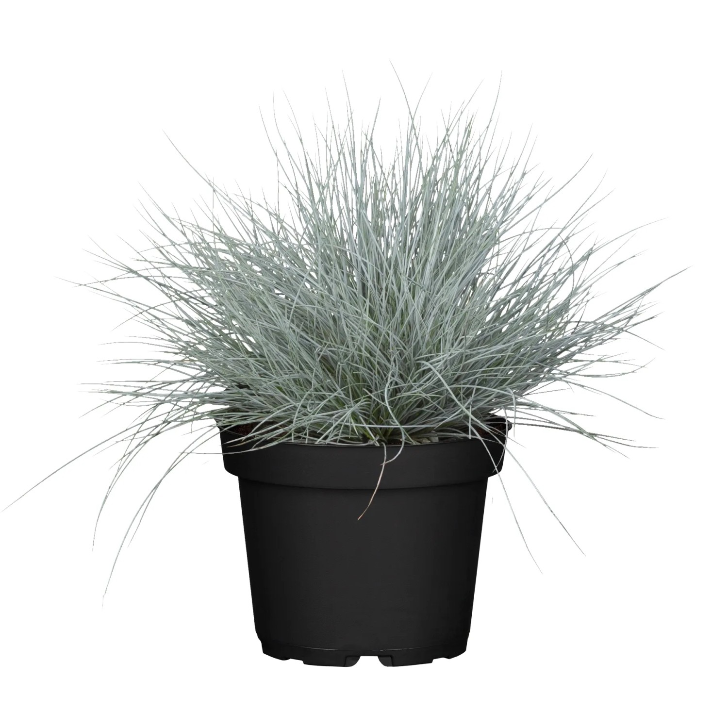 Grow by OBI "Cool as Ice" deres csenkesz cserép. kb. 19 cm díszfű ...